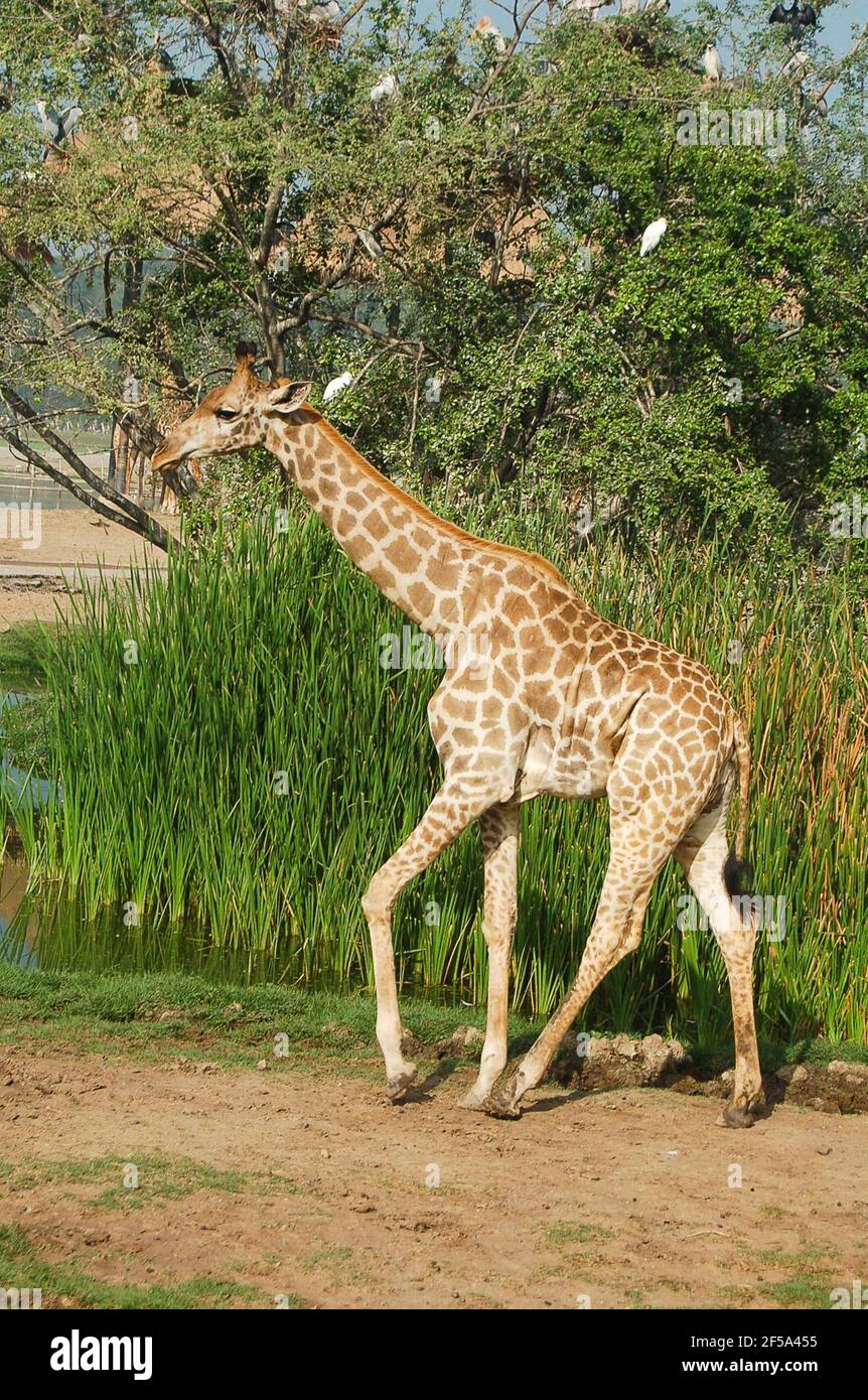 One giraffe walk through the savannah between the plants. Giraffe in ...