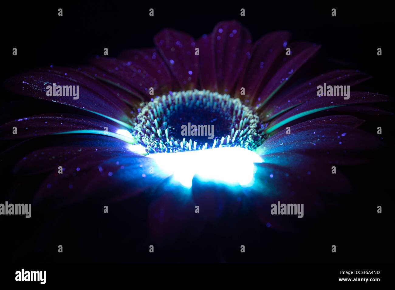 Blue uv light hi-res stock photography and images - Alamy