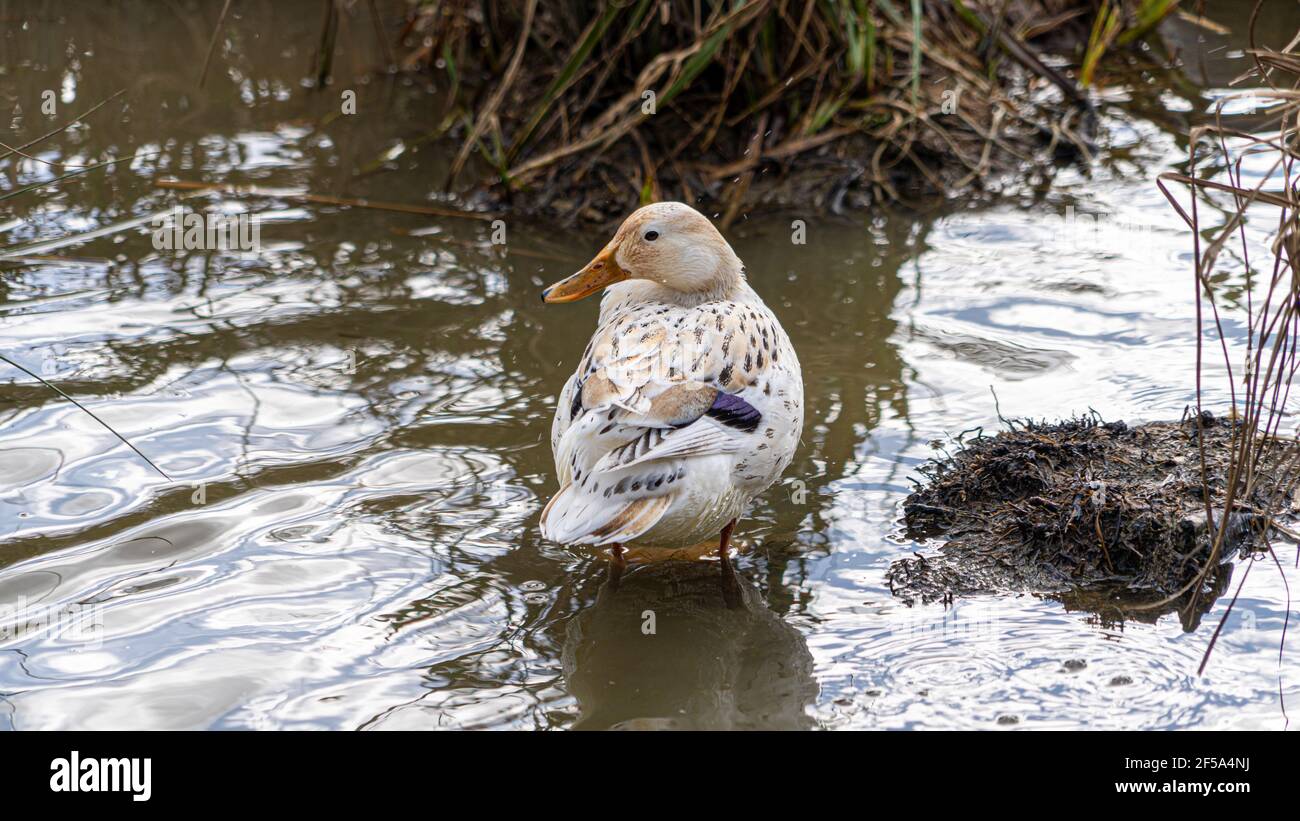 Leucistic mallard on lake preening black and white feathers rare bird ...