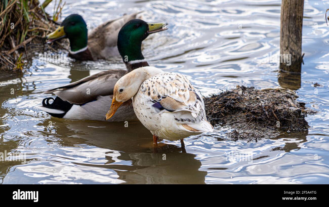 Leucistic mallard hen hi-res stock photography and images - Alamy