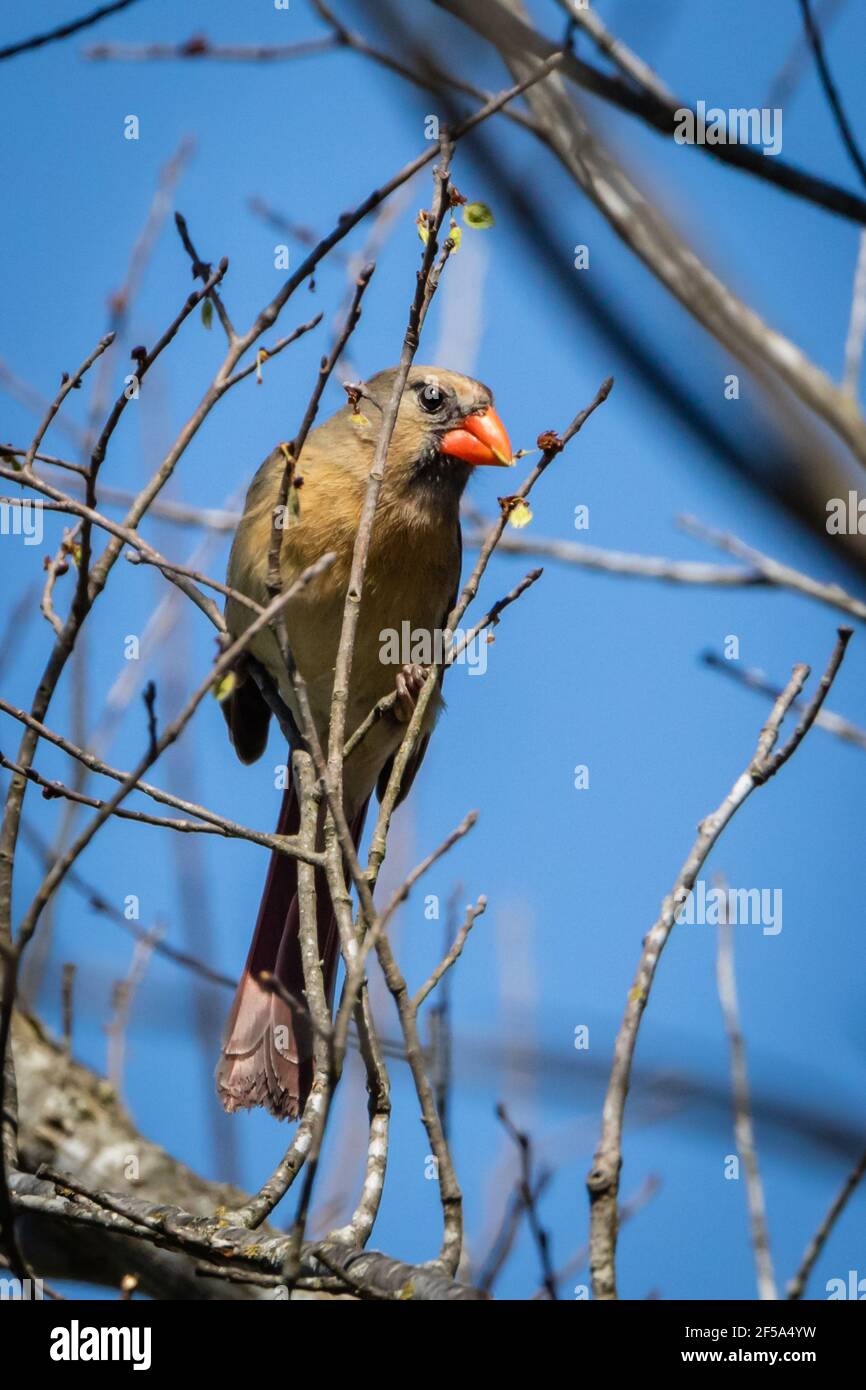 Female Northern Cardinal foraging in the tree Stock Photo - Alamy