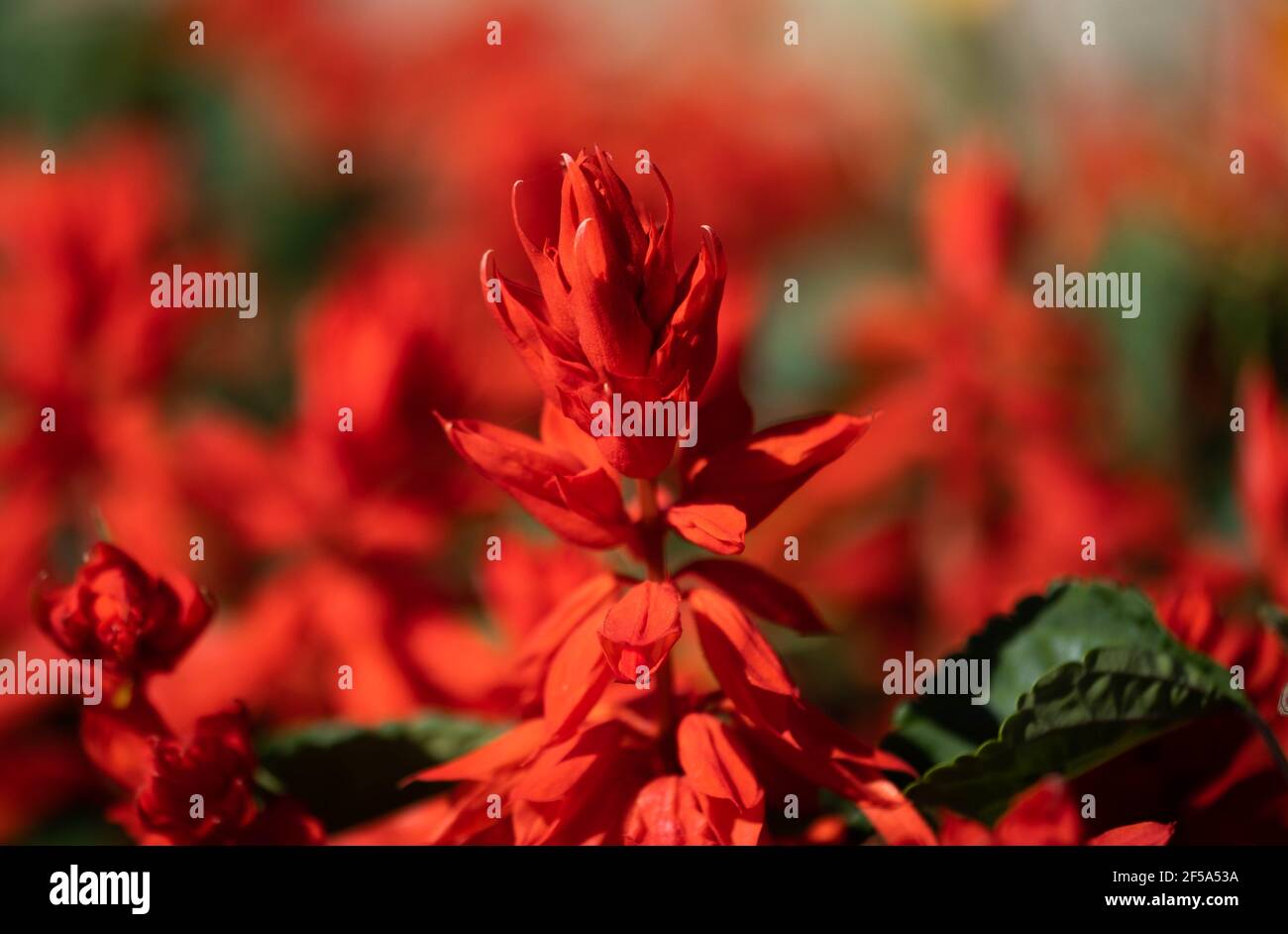 Pollinate paint brush hi-res stock photography and images - Alamy