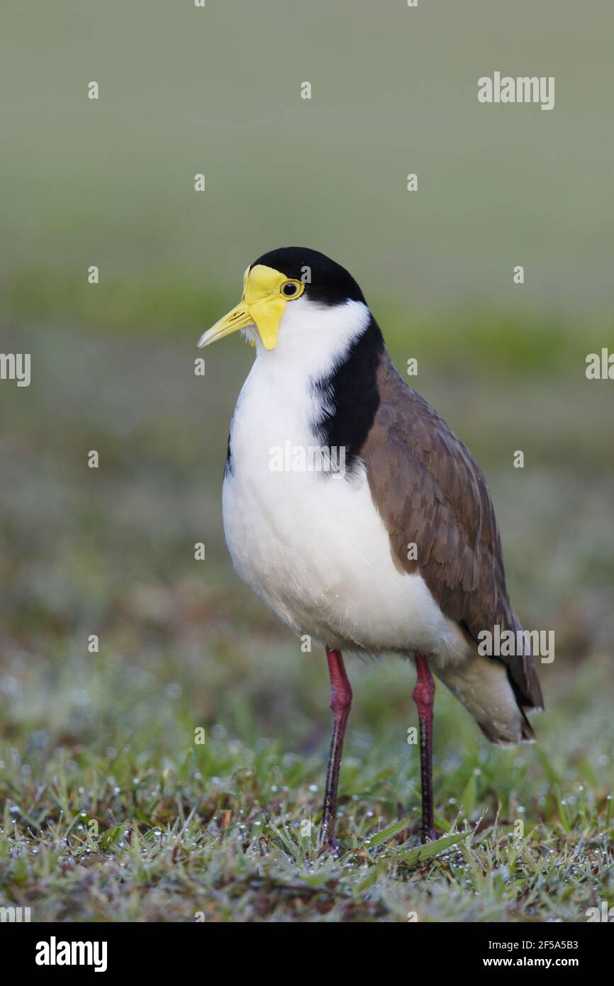 Plover australia hi-res stock photography and images - Alamy