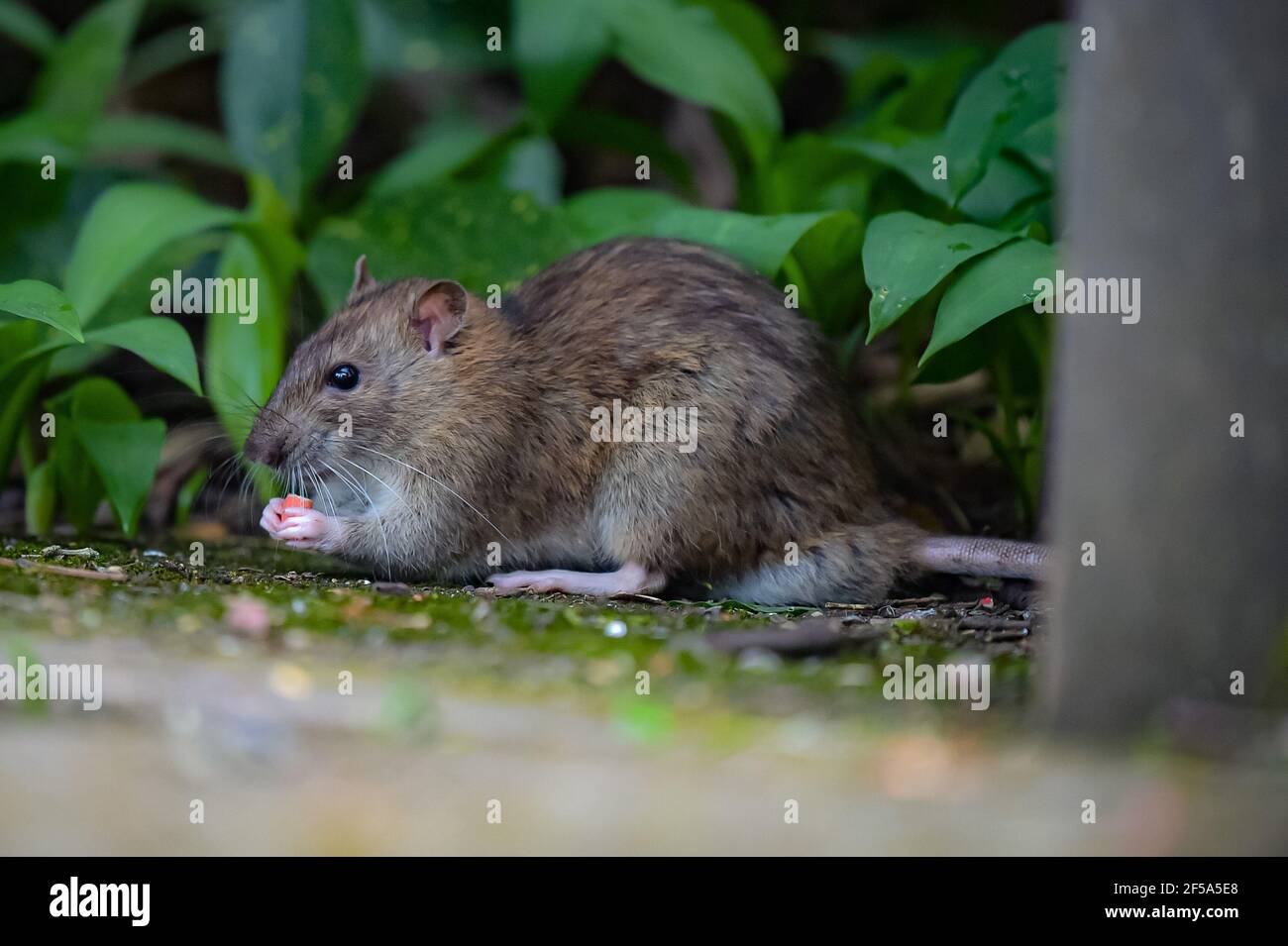 A rat eats dropped food beneath a bench in Victoria Park, Bath. Picture ...