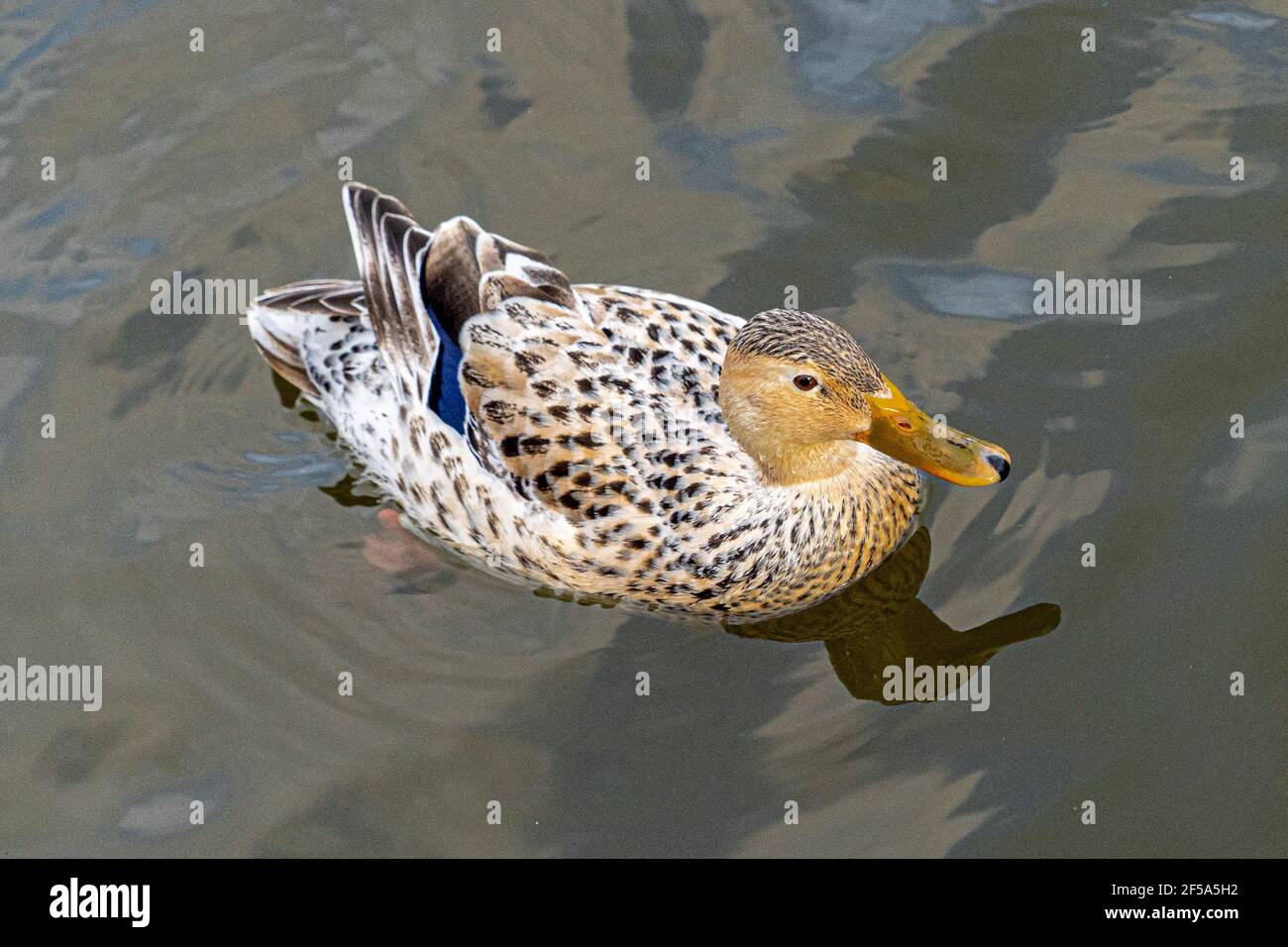 Albino mallard duck anas platyrhynchos hi-res stock photography and ...