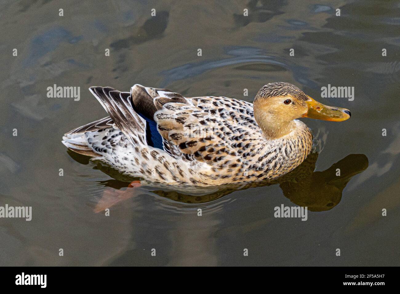 Leucistic Rare Mallard Duck on Lake showing black and white speckled ...
