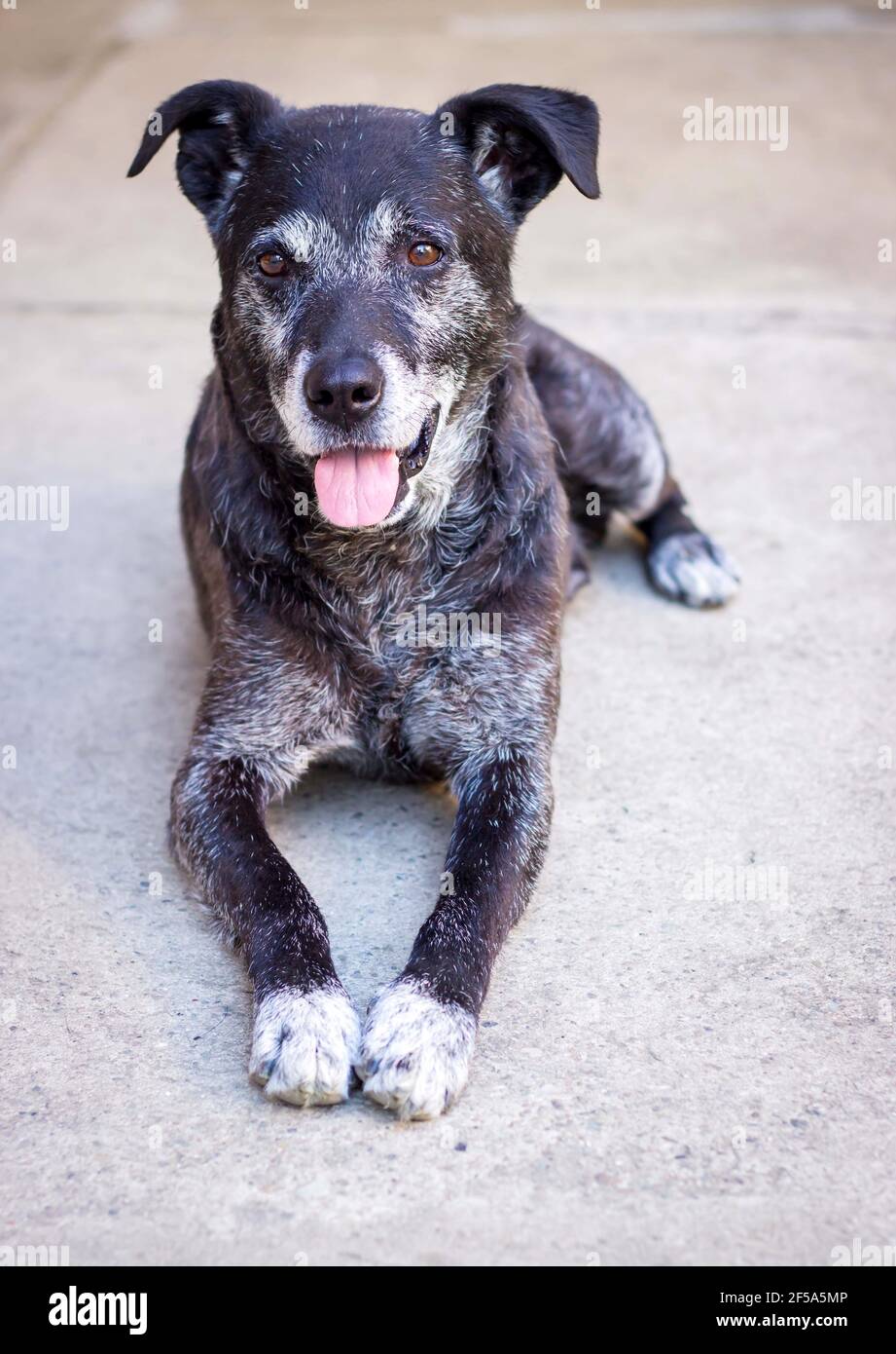A Black Dog Old