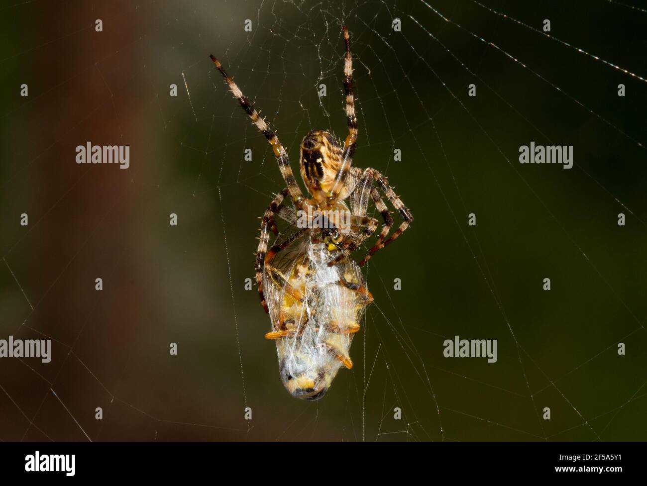 European garden spider with prey, a fly, wrapped in silk and stored for ...