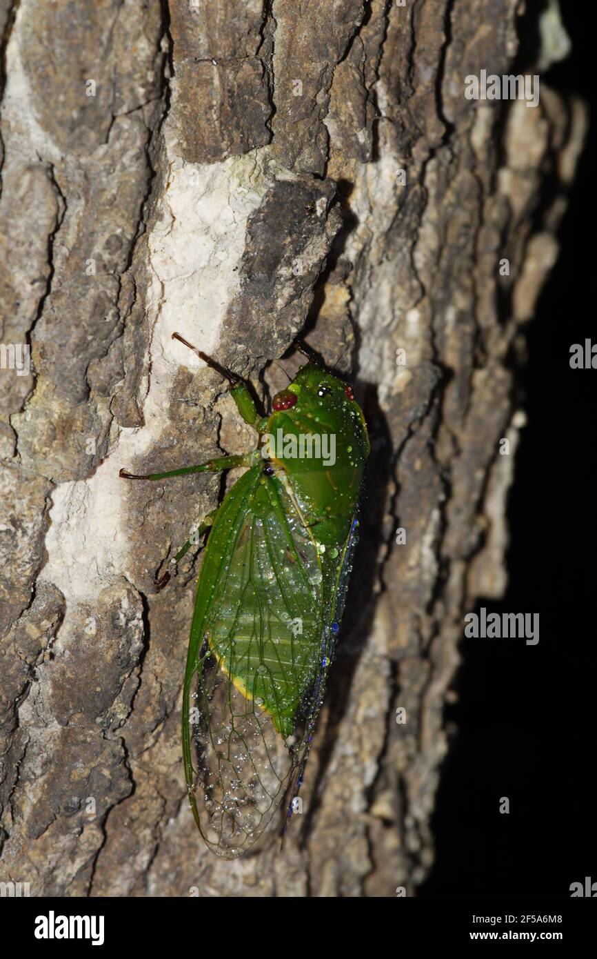Green Grocer CicadaCyclochila australasiae Atherton Tablelands ...