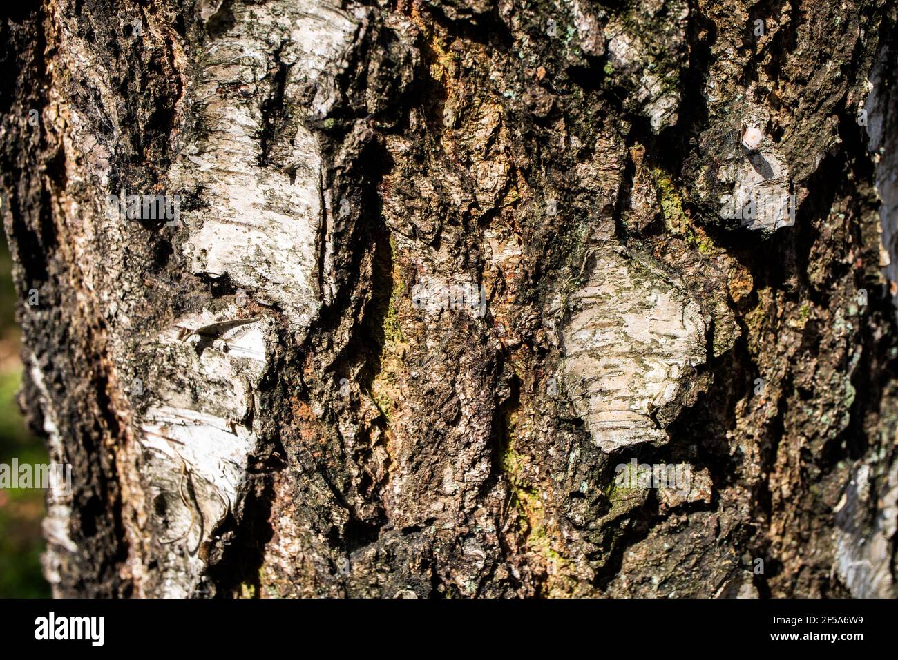 Old wood texture of tree bark Stock Photo - Alamy