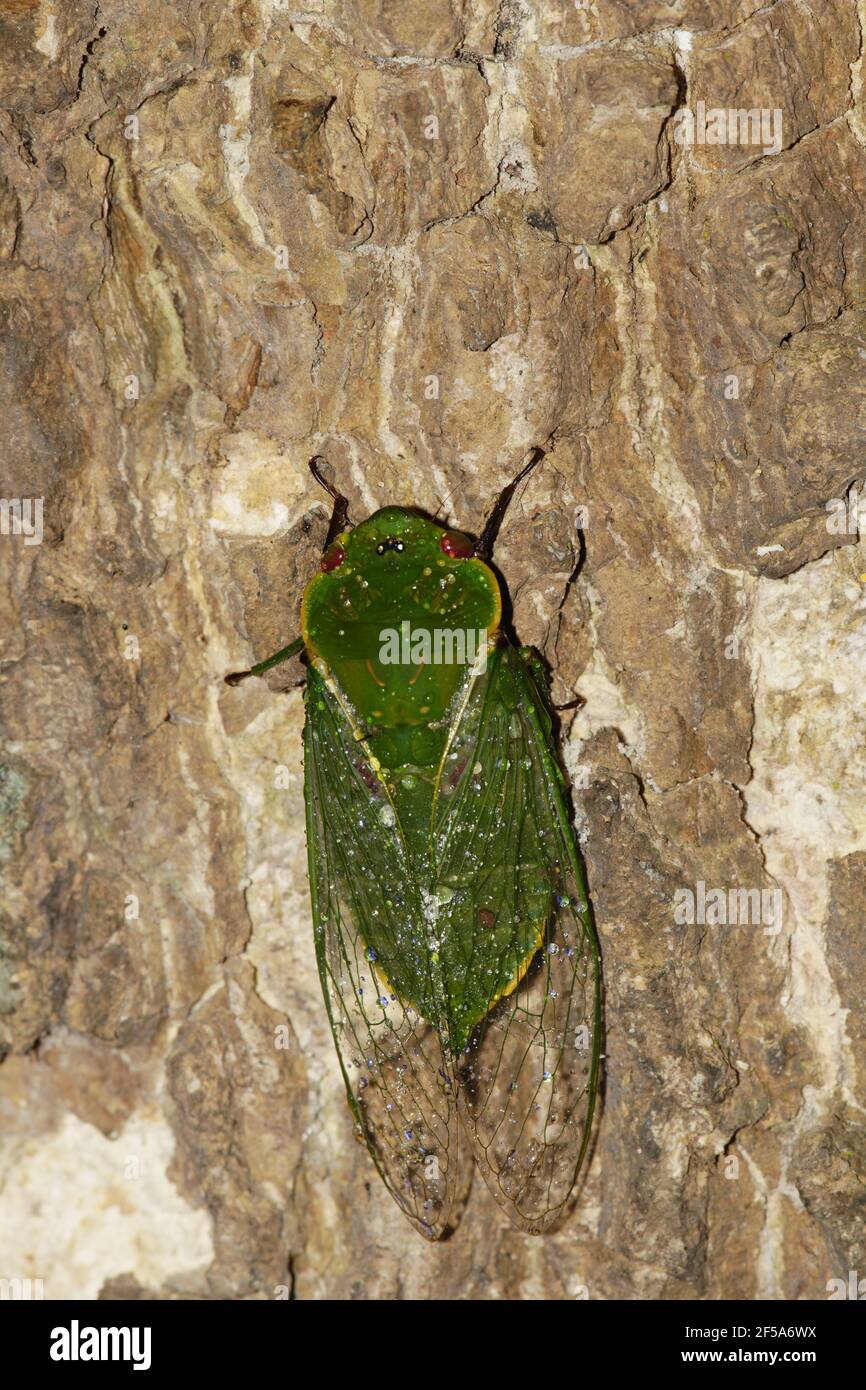 Green Grocer CicadaCyclochila australasiae Atherton Tablelands ...
