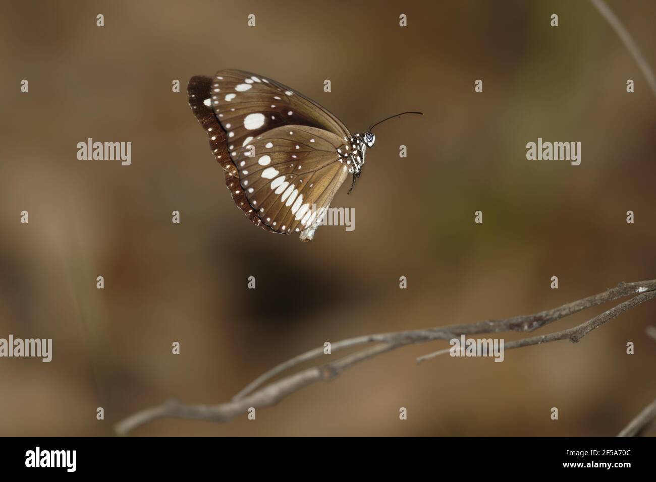 Common Crow Butterfly - male in flightEuploea core Howard Springs ...