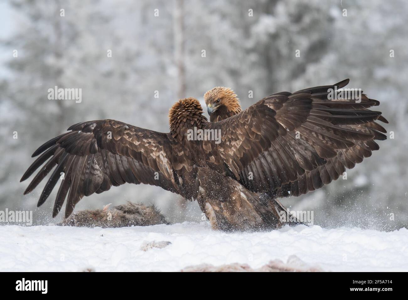 Closeup shot of two Golden eagles fighting over a carcass Stock Photo ...