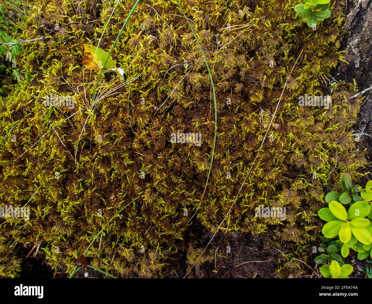 Old wood texture of tree bark Stock Photo - Alamy