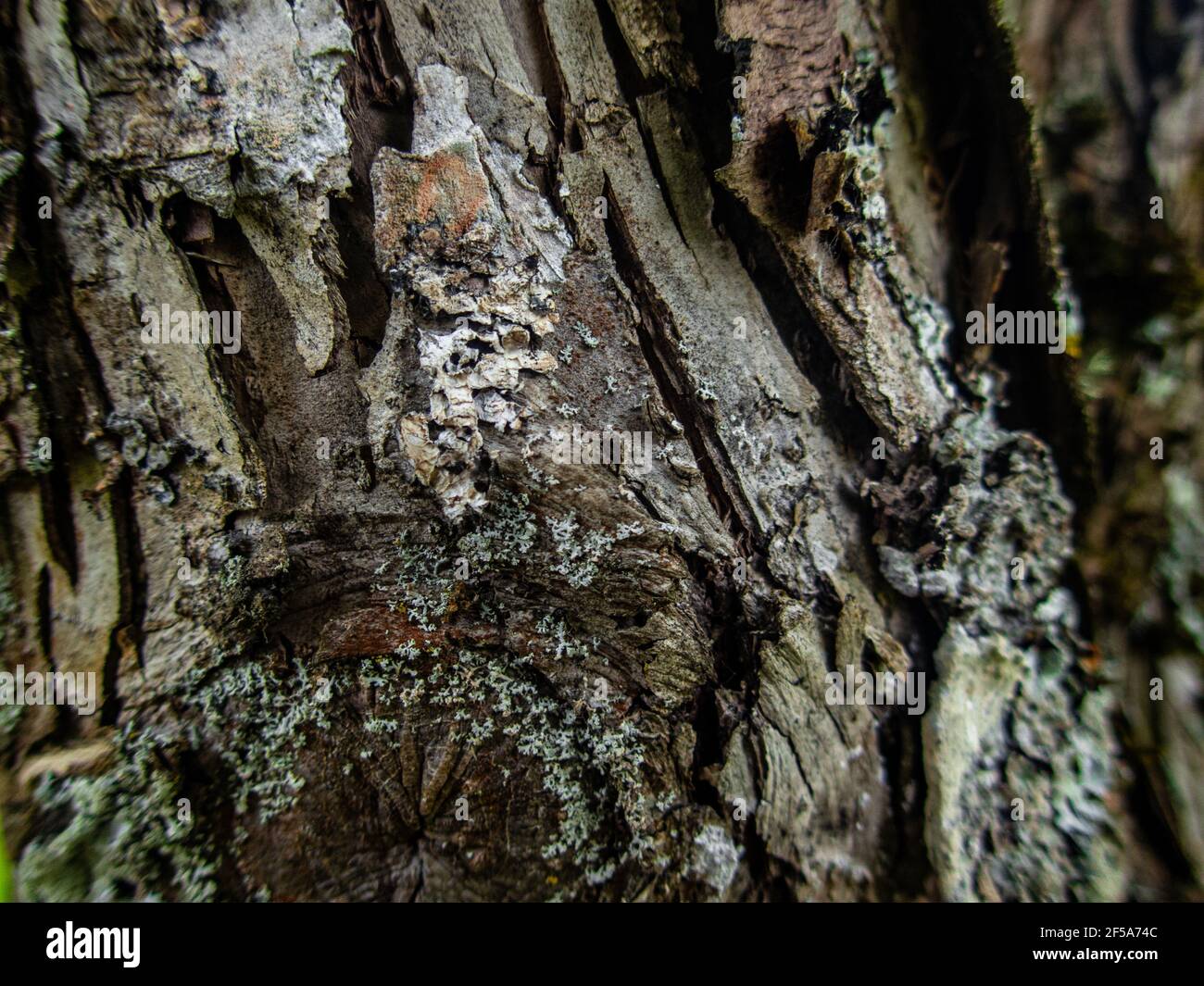 Old wood texture of tree bark Stock Photo - Alamy
