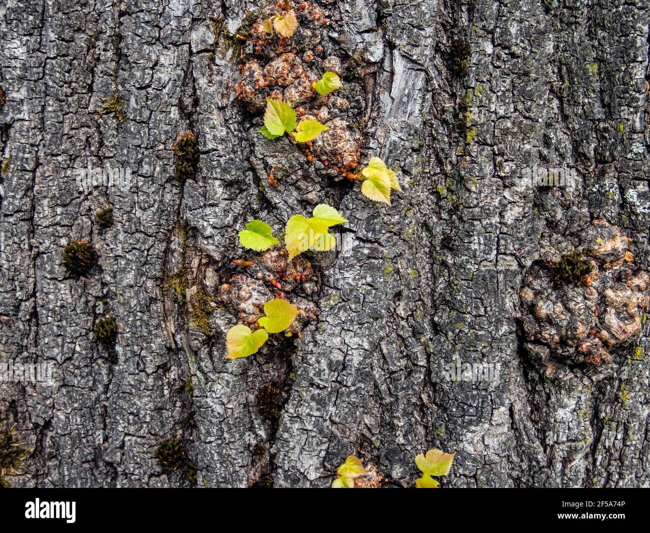 Old wood texture of tree bark Stock Photo - Alamy