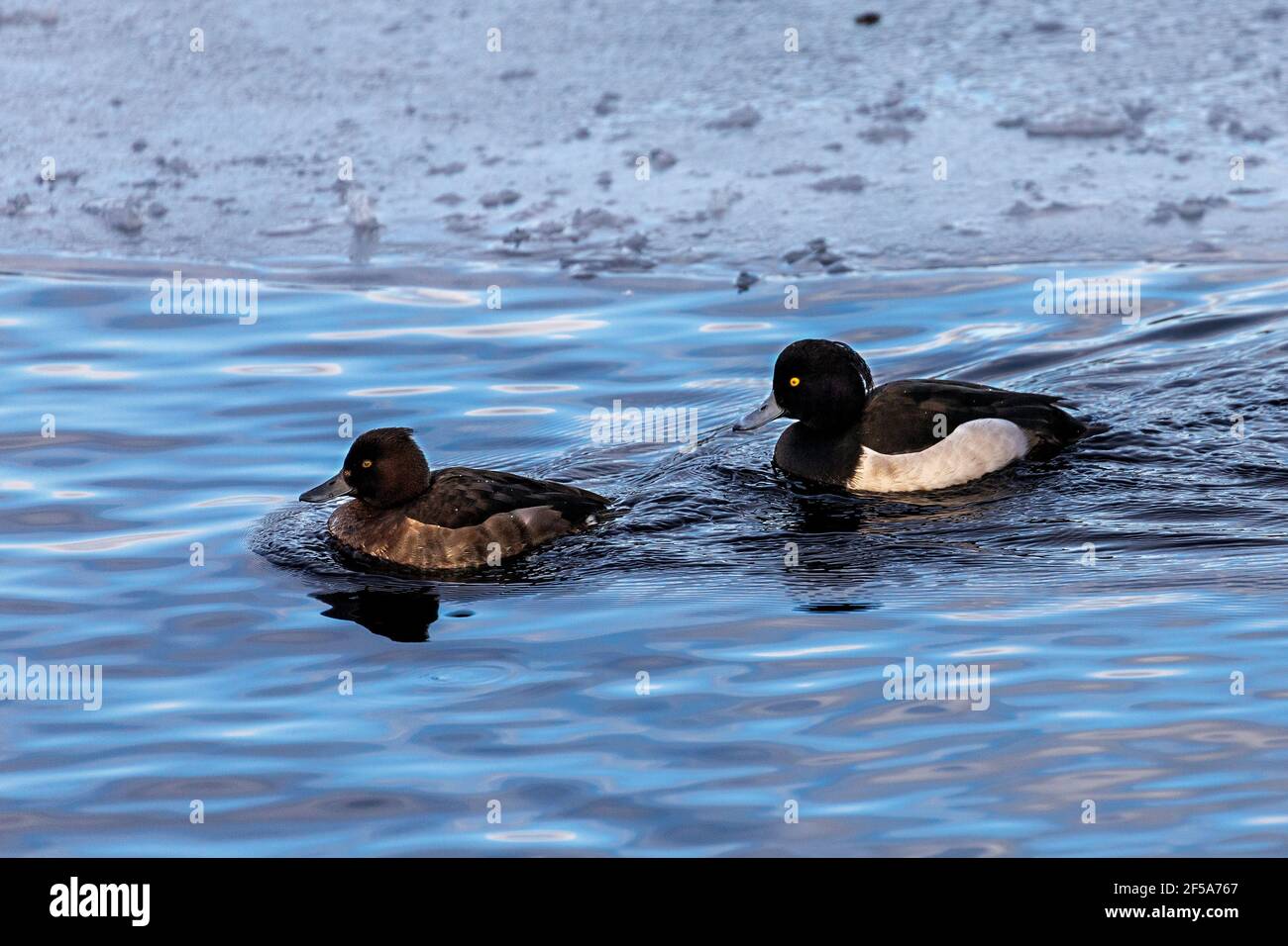 A tufted duck pair (male, female). February in Nesttun lake, Bergen ...
