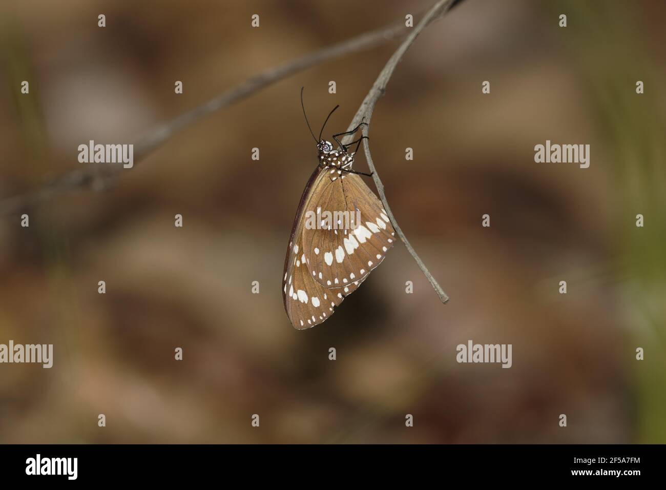 Common crow butterfly hi-res stock photography and images - Alamy