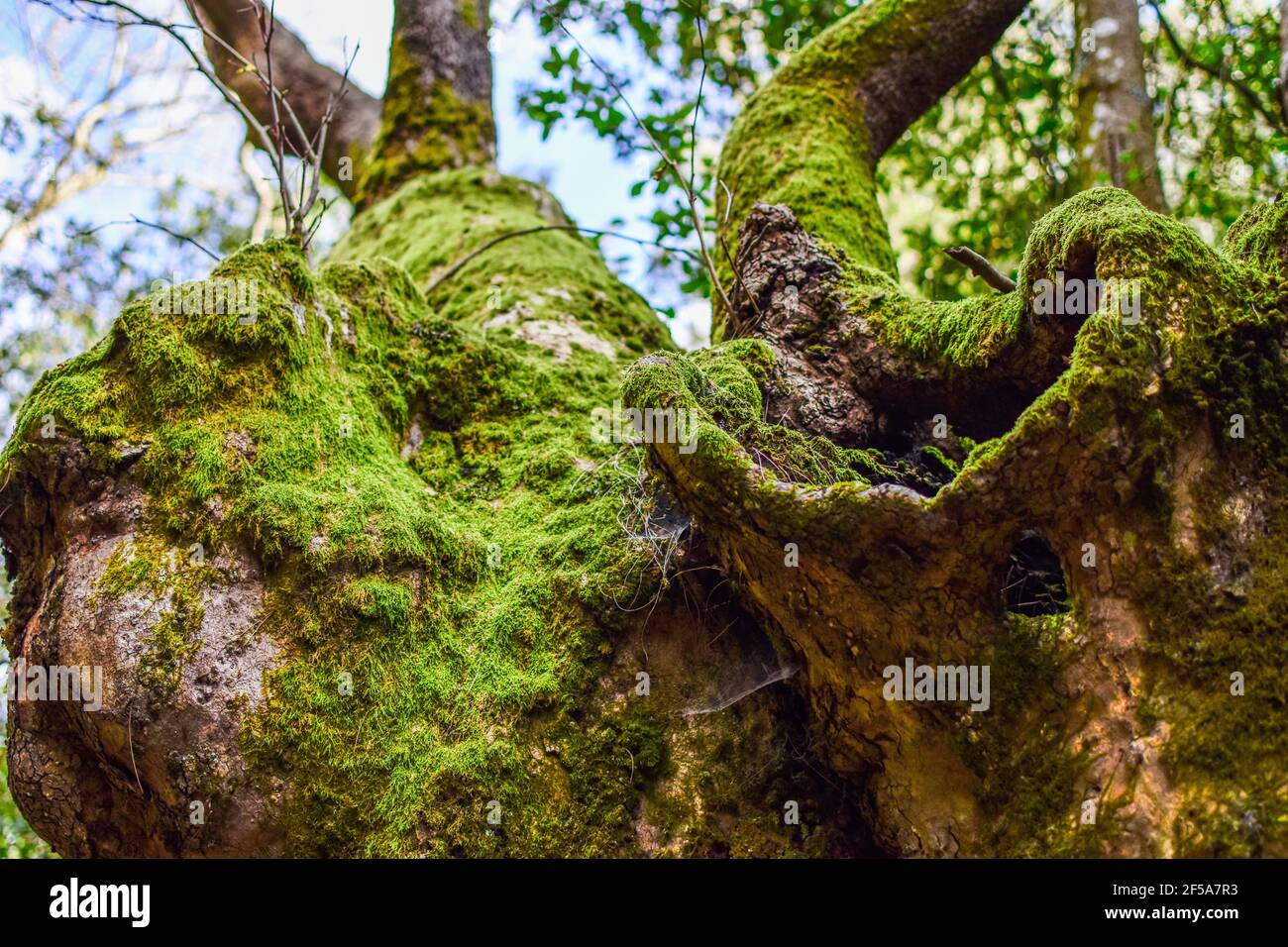Closeup shot of green moss-covered trees in a forest Stock Photo - Alamy