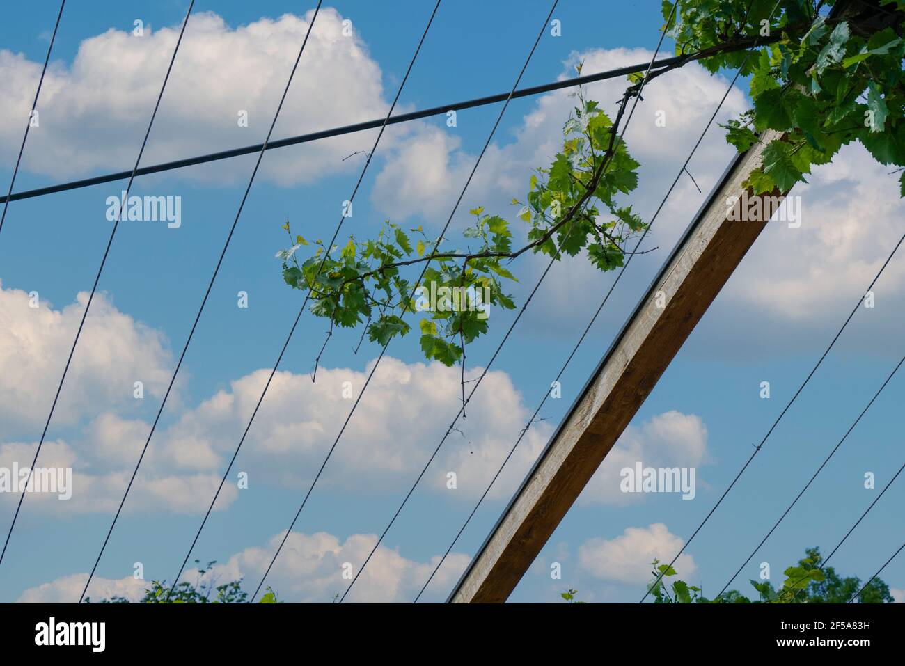 View of grapevine branch wrapped on a greenhouse roof on a cloudy blue ...
