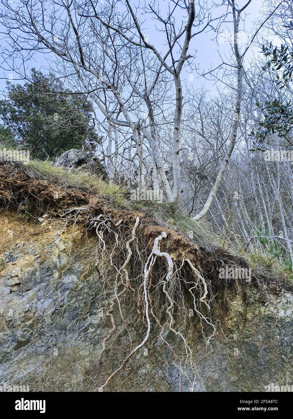 Low angle closeup view of the roots of the tree sticking out of the ...