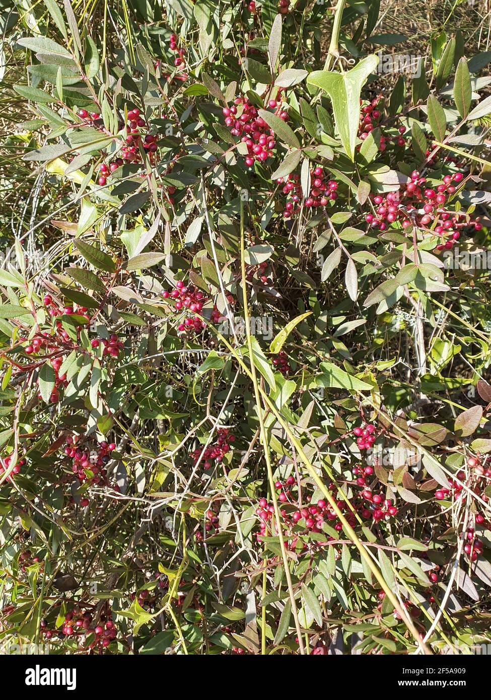 Bearberries hi-res stock photography and images - Alamy