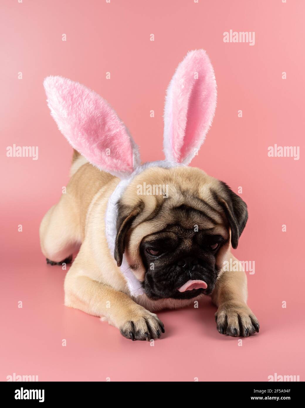 Pugs In Easter Costumes