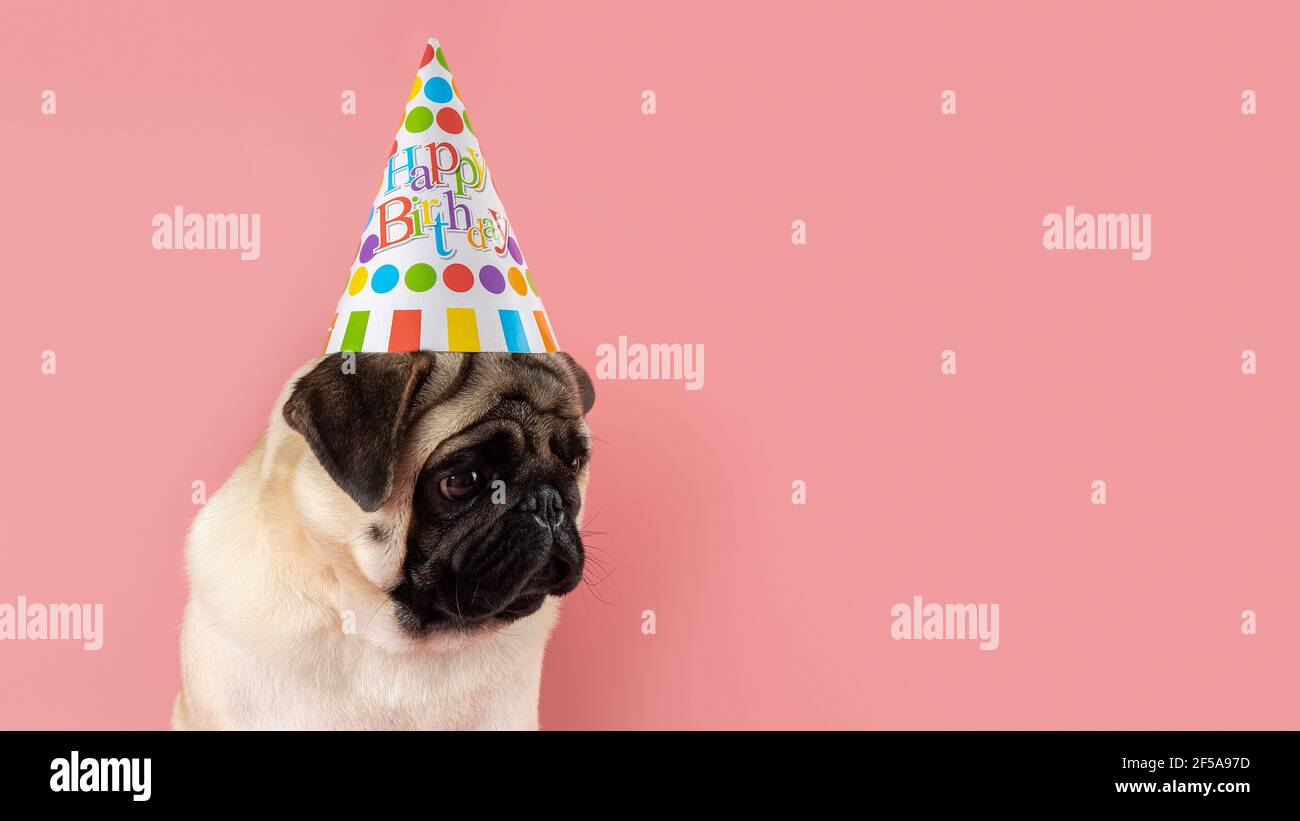 Funny Pug dog wearing happy birthday hat on pink background Stock Photo ...