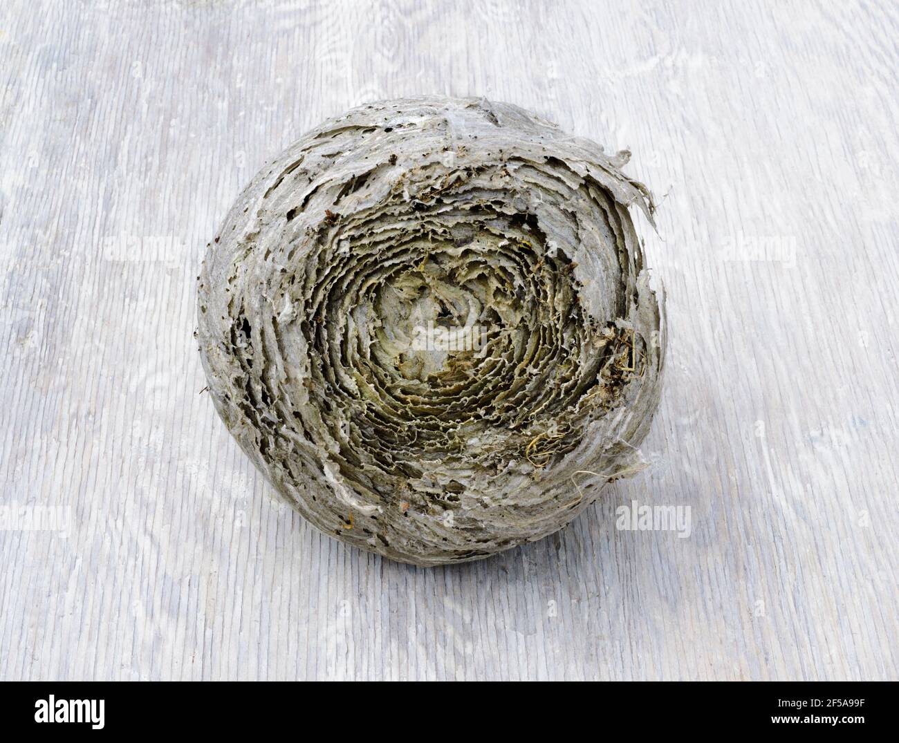 Old wasp nest hi-res stock photography and images - Alamy