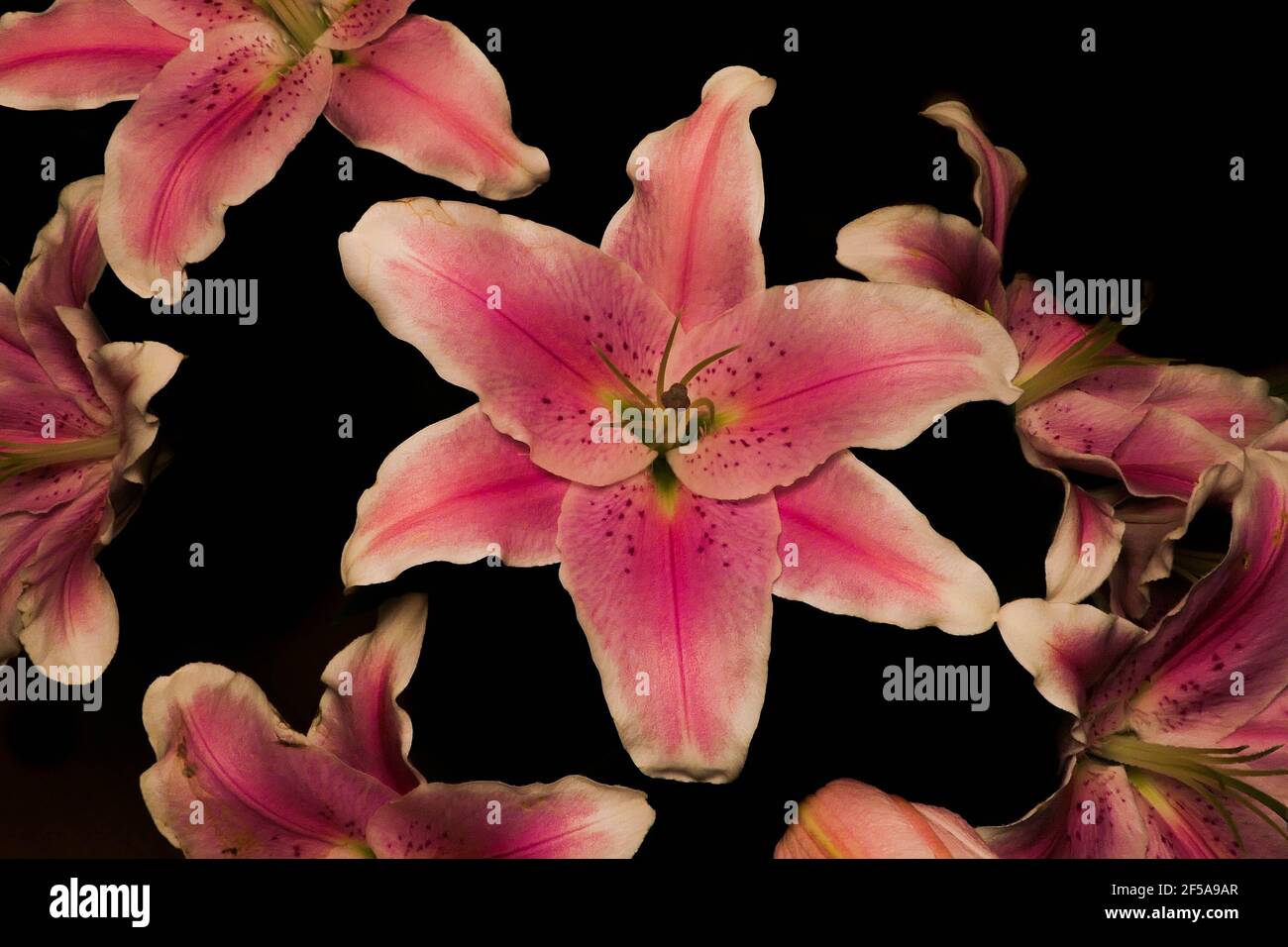 Beautiful Lily flower on green leaves background. Lilium longiflorum ...