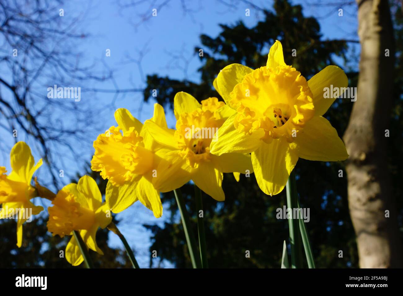 Spring daffodils blooming in the sunshine. England Stock Photo - Alamy