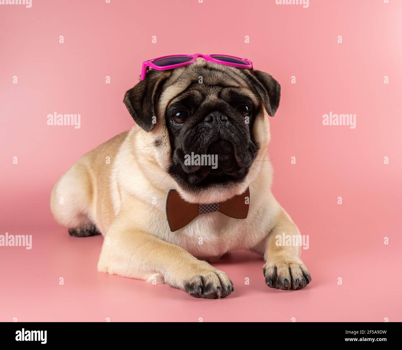 Funny Pug dog with pink glasses on pink background Stock Photo - Alamy