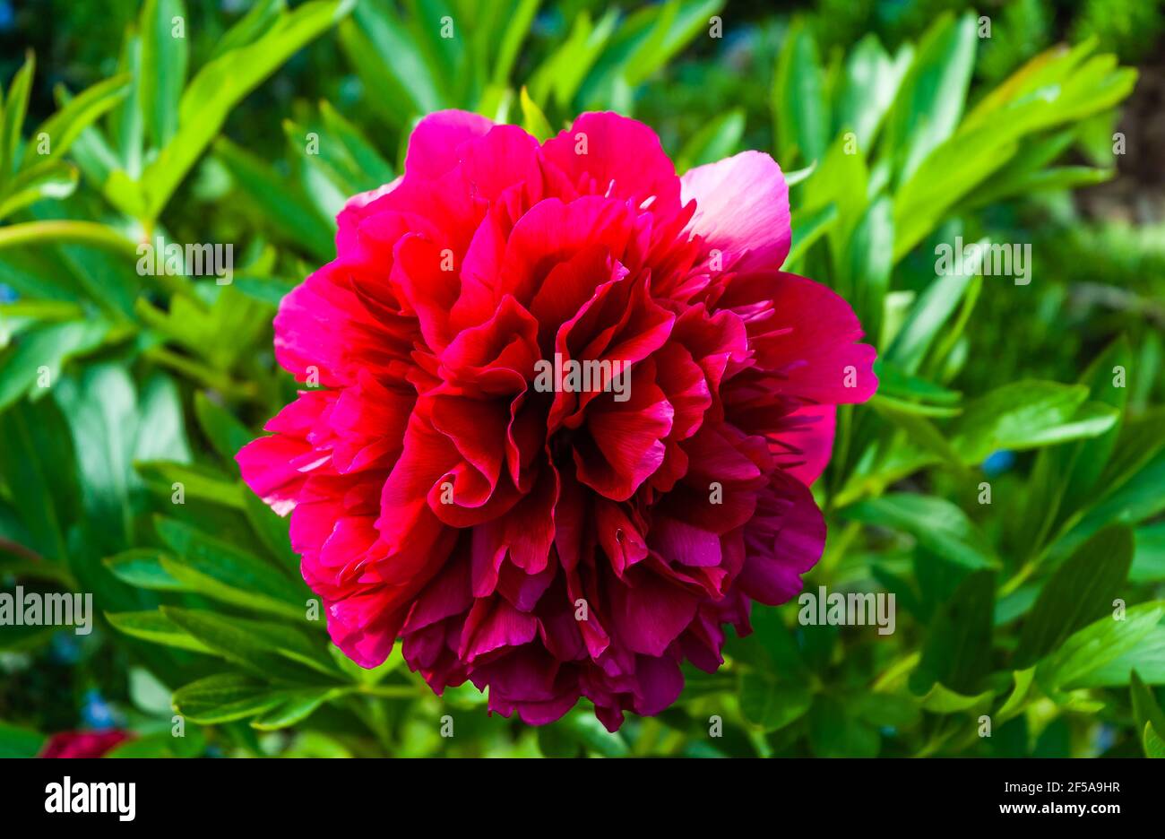 English peony hi-res stock photography and images - Alamy