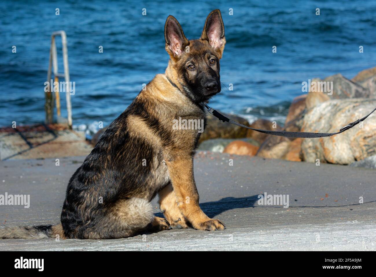 How To Get A Blue German Shepherd