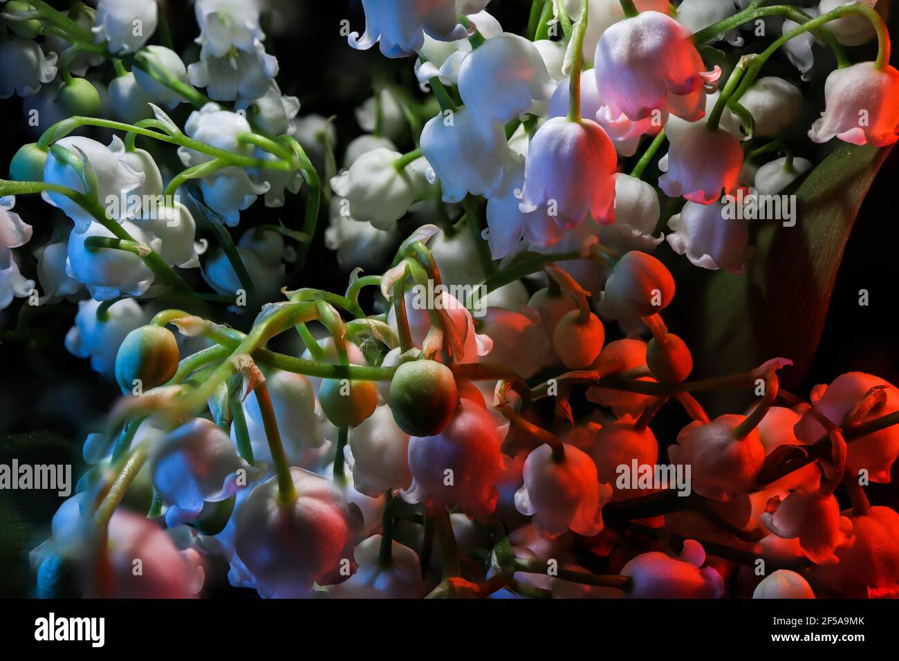 Spring flower lily of the valley. Lily of the valley. Flower Spring Sun ...