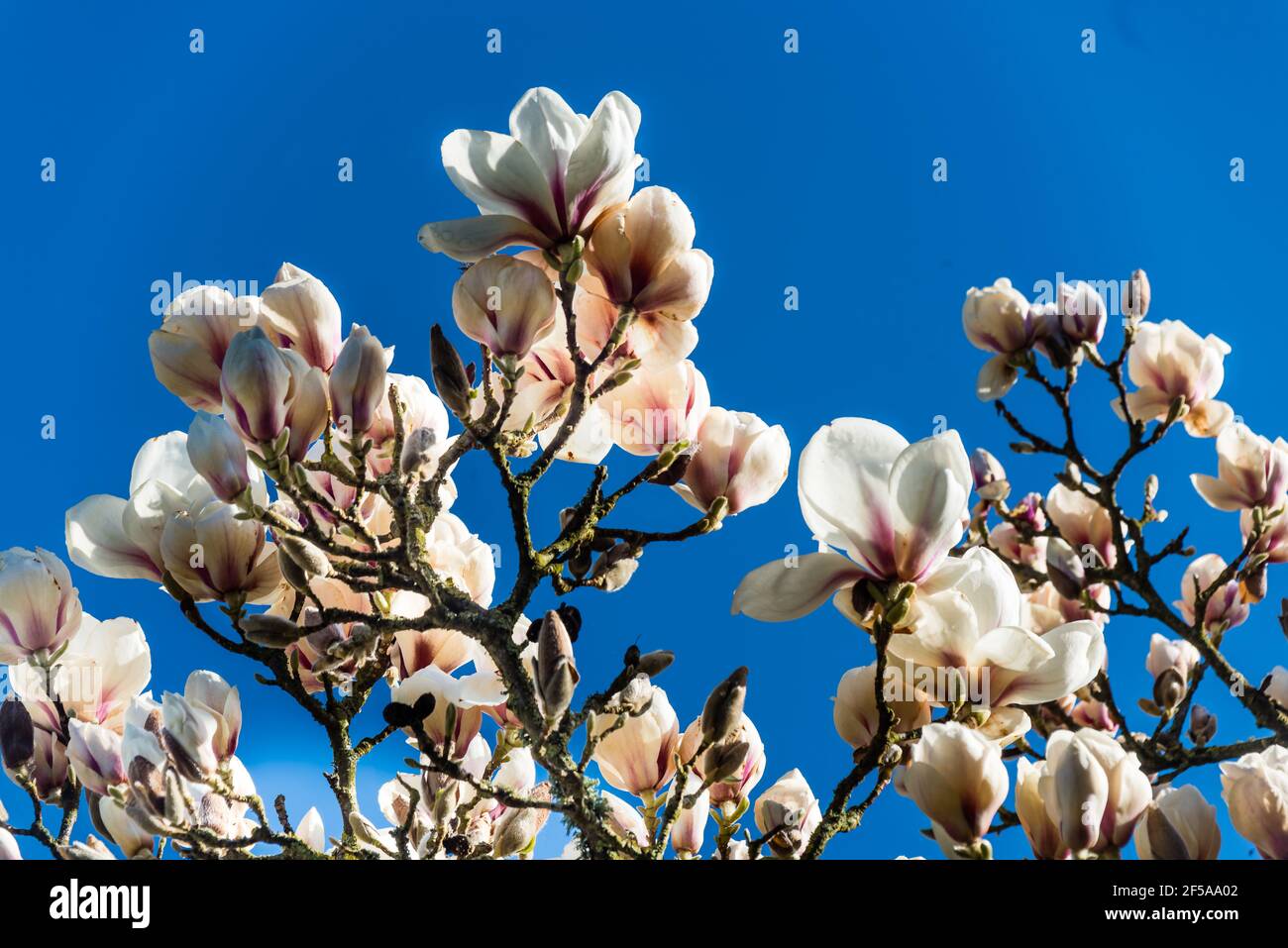 English magnolia tree hi-res stock photography and images - Alamy