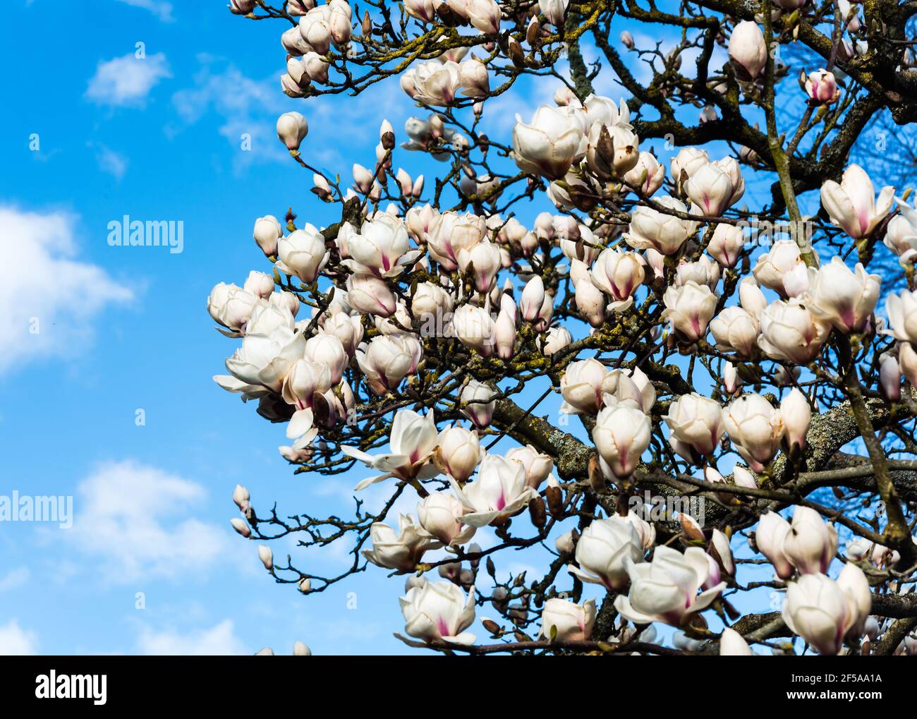 A Magnolia Tree growing in a Country Garden Stock Photo - Alamy