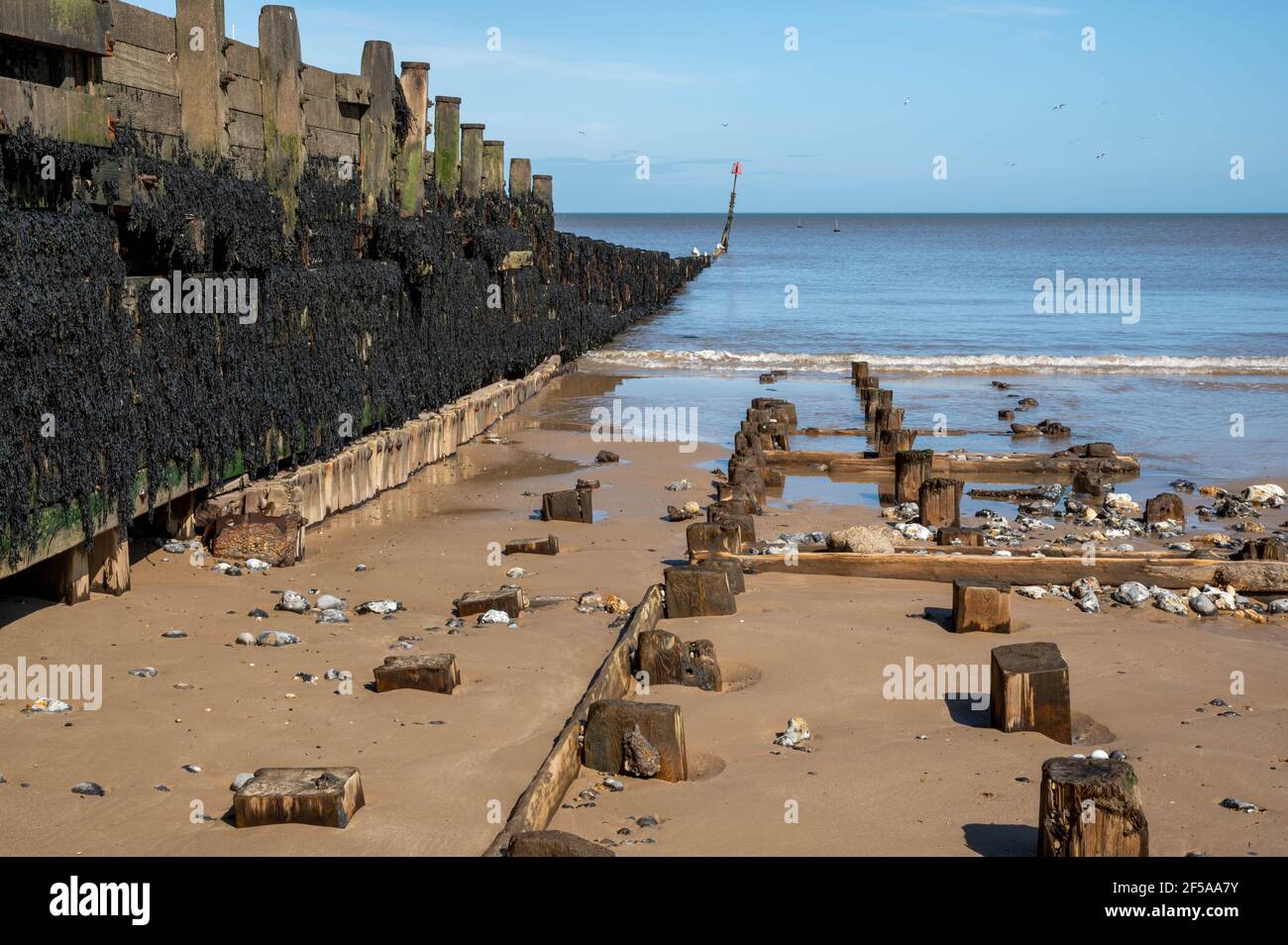 A groyne with black seaweed at low tide with more wooden groynes ...