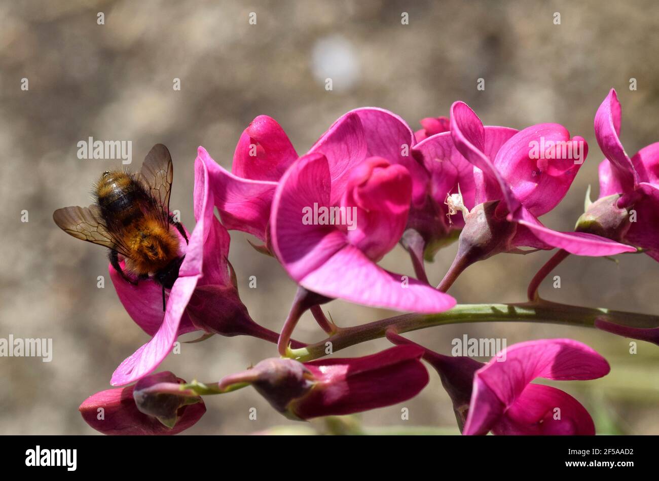 Flowr garden hi-res stock photography and images - Alamy