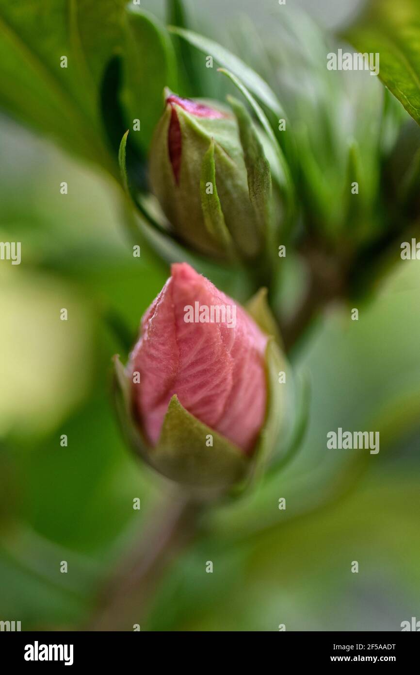 pink flower bud Stock Photo - Alamy