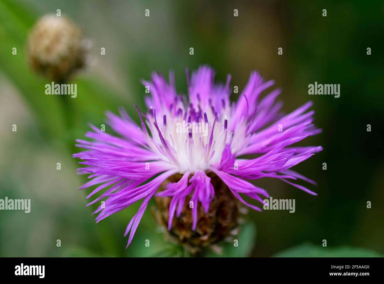 persian cornflower, centaurea dealbata Stock Photo - Alamy