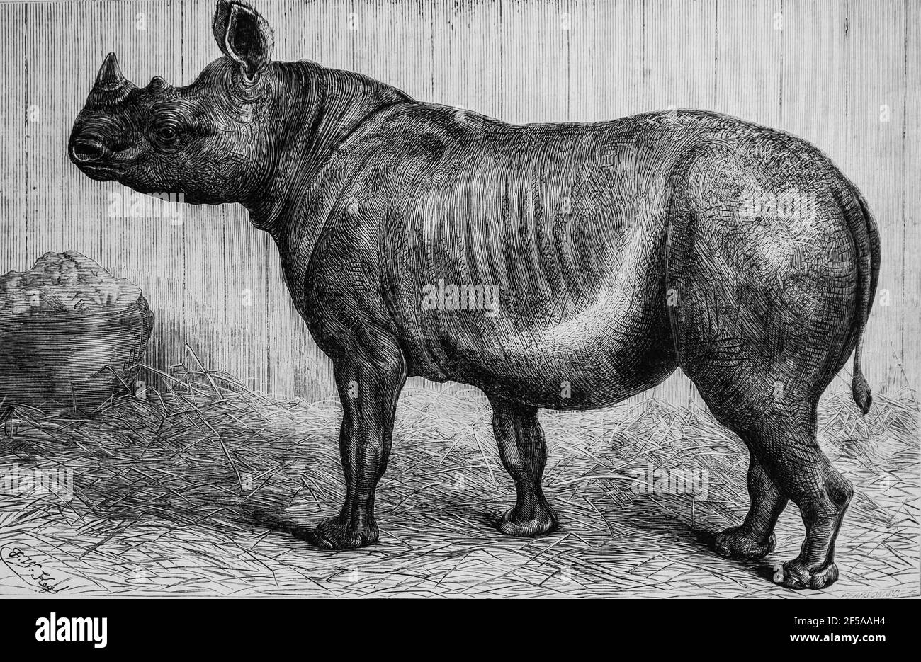 Cornes de rhinocéros hi-res stock photography and images - Alamy