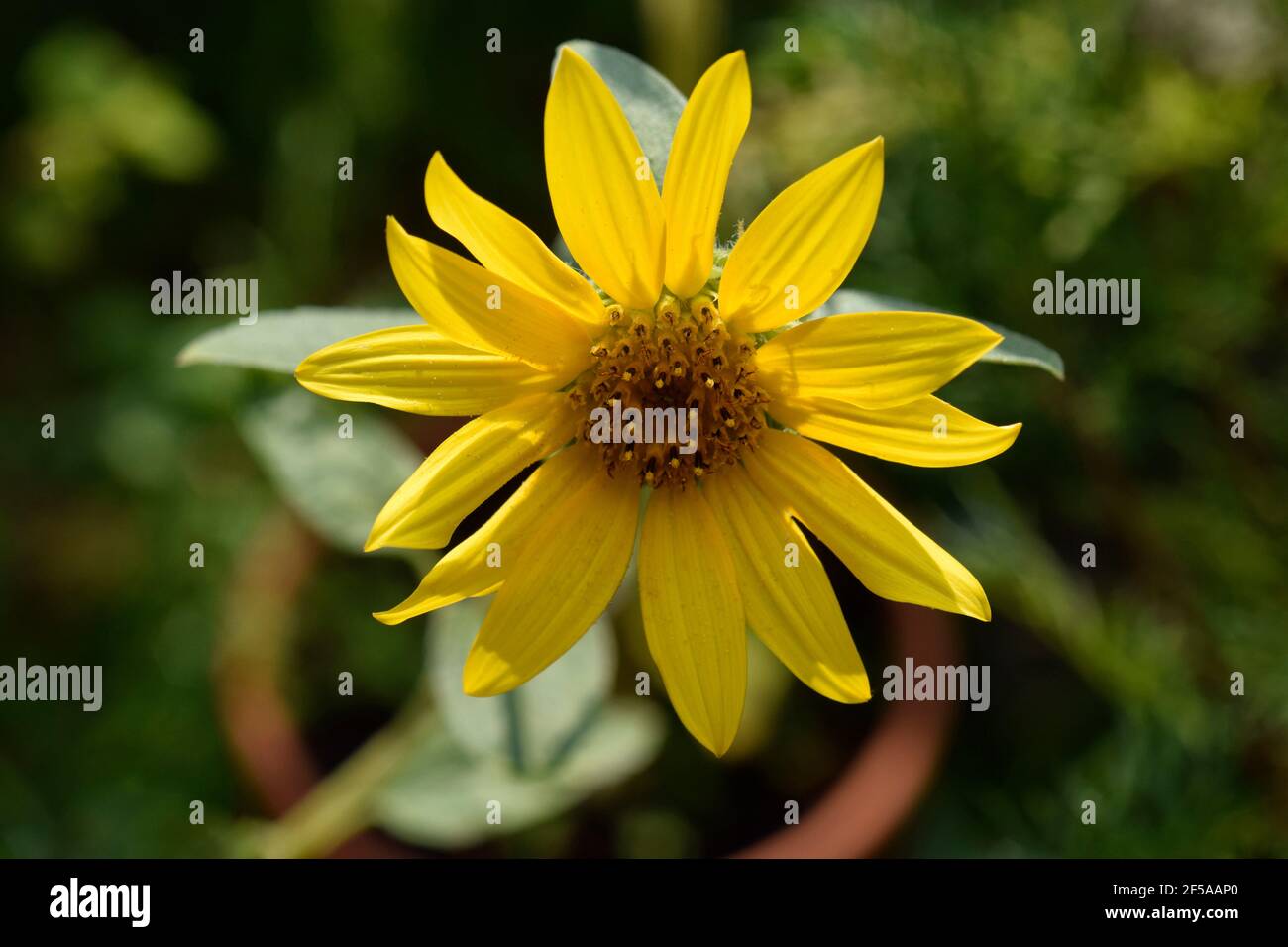 Helianthus 'Lemon Queen' flowers Stock Photo - Alamy