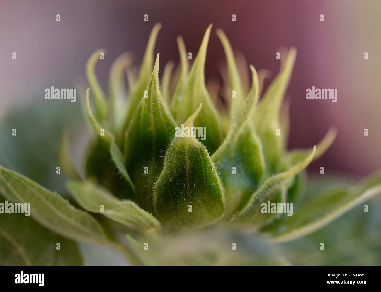 Single sunflower bud hi-res stock photography and images - Alamy