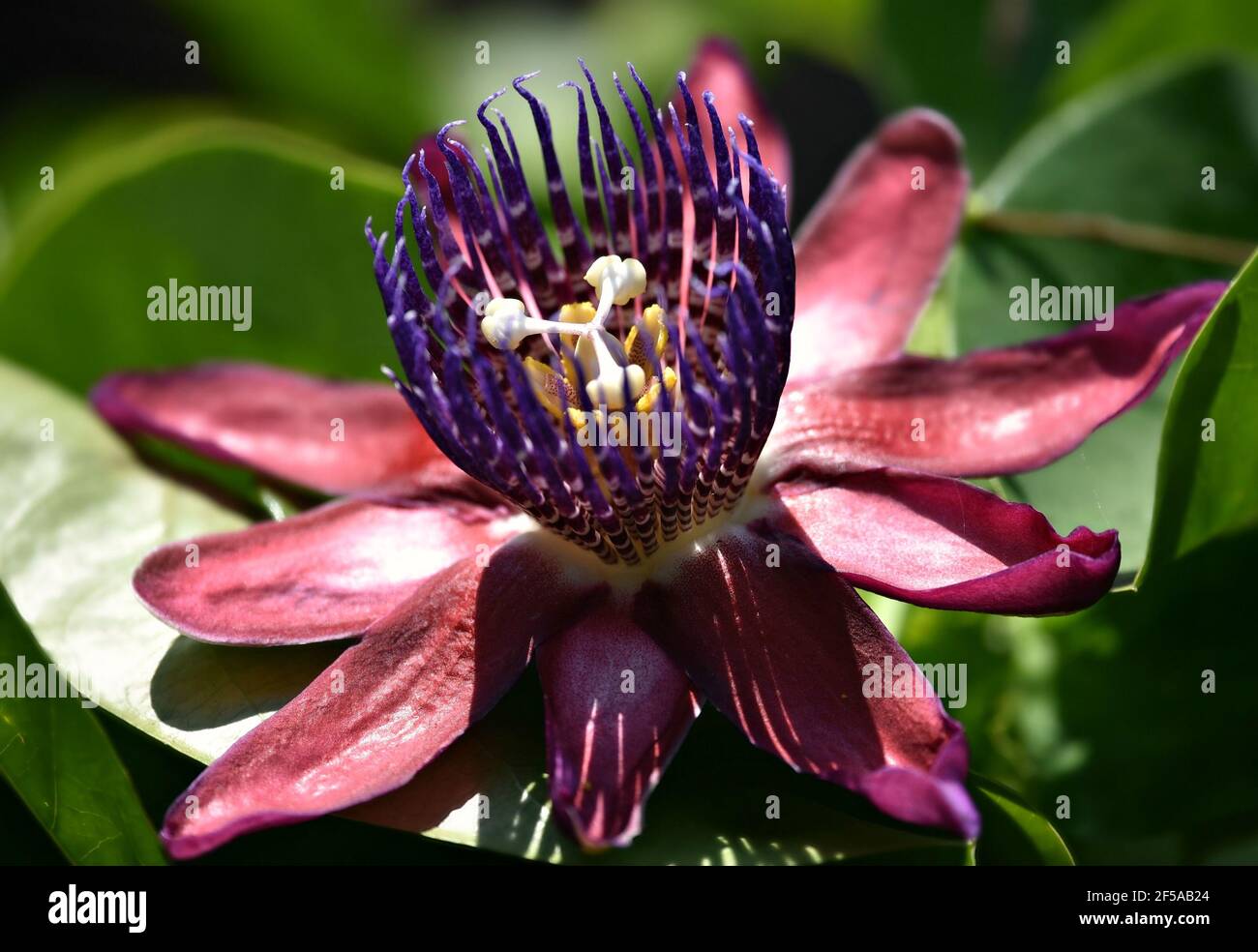 Passiflora (Passion flower) with raspberry petals and mauve sepals on a ...