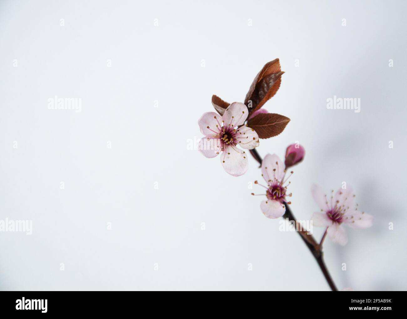 Creative cherry blossom branch close up with bud on white background ...