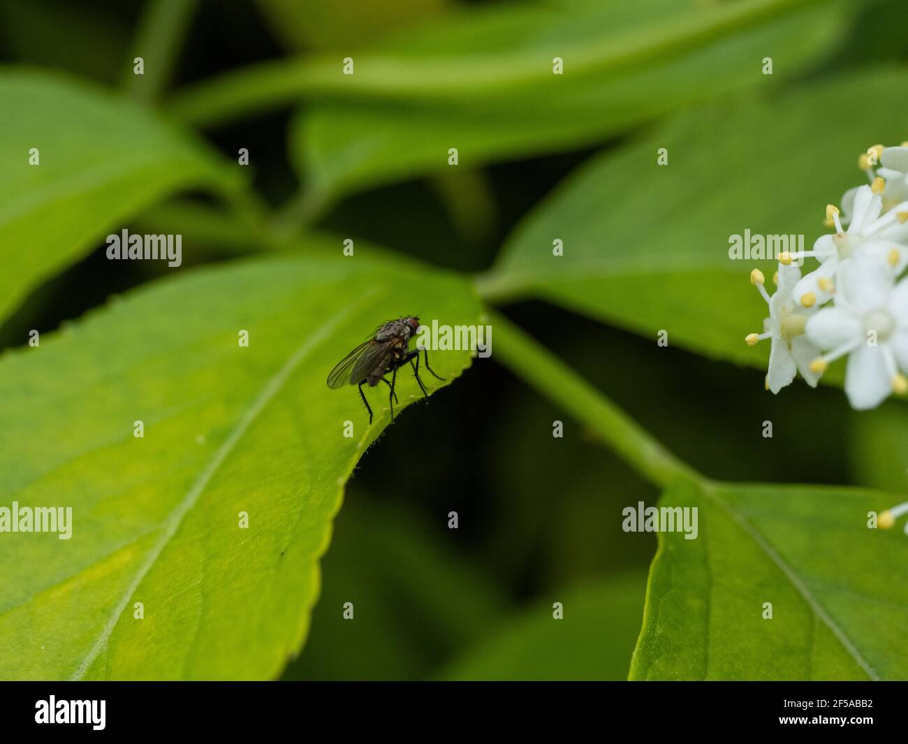 Carrion fly hi-res stock photography and images - Alamy