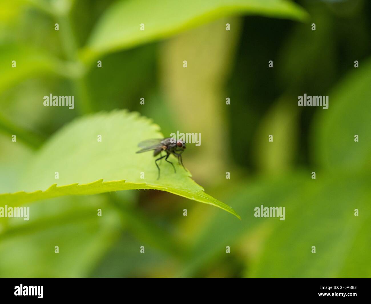 Carrion fly hi-res stock photography and images - Alamy