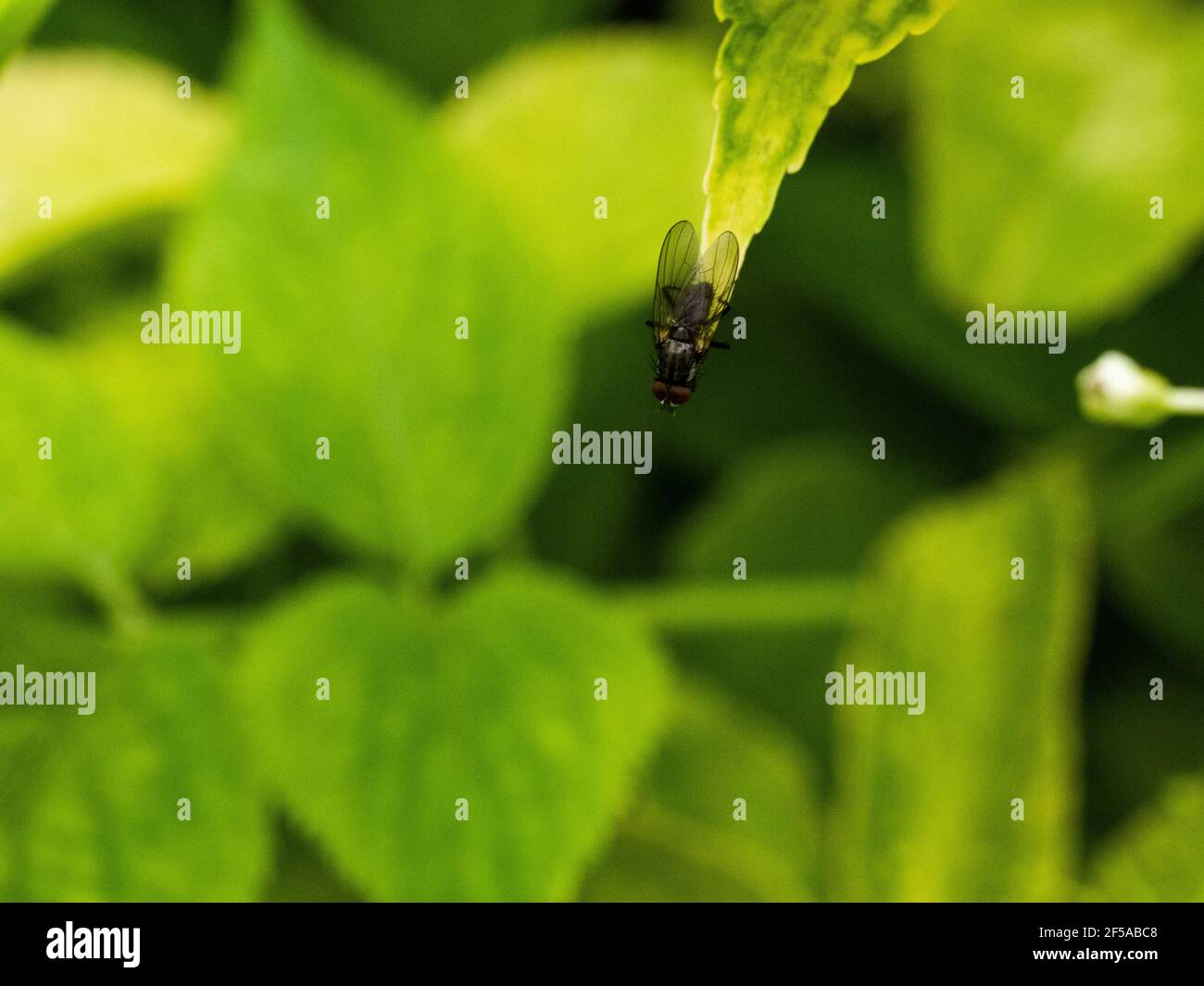 Carrion fly hi-res stock photography and images - Alamy