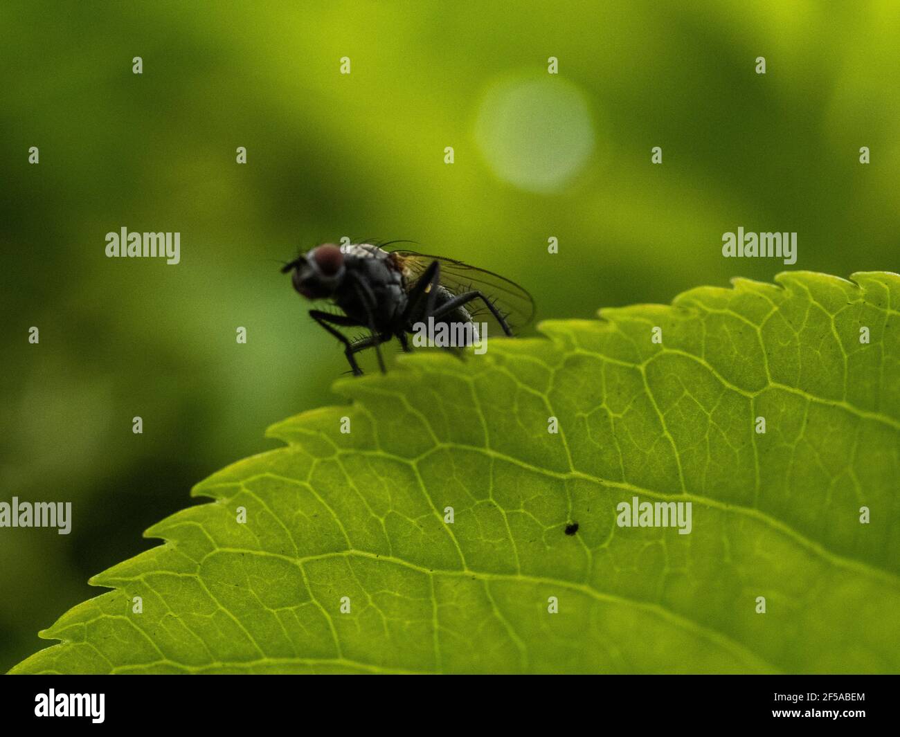 Carrion fly hi-res stock photography and images - Alamy